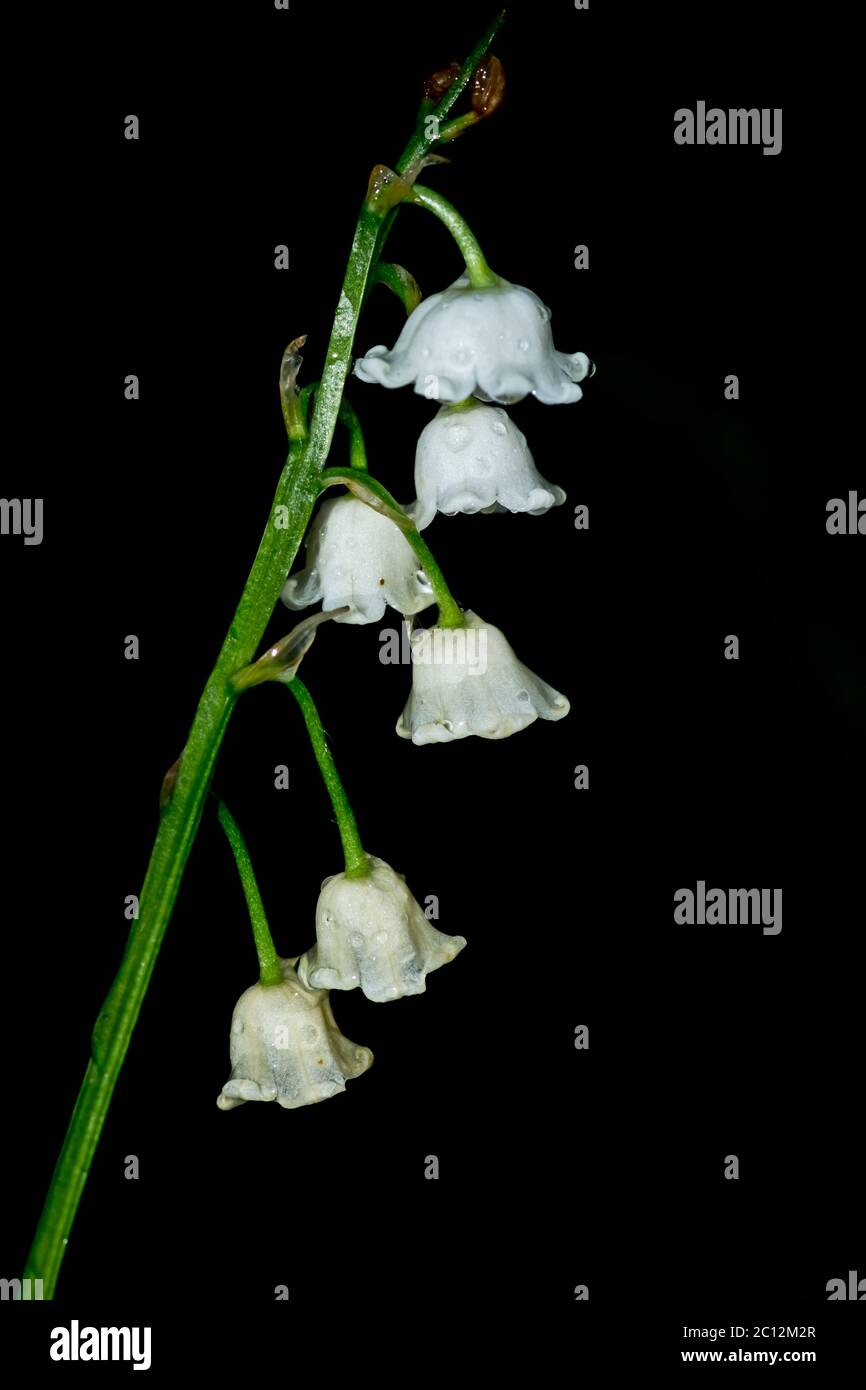 Lily of the valley flower stem on black background Stock Photo - Alamy