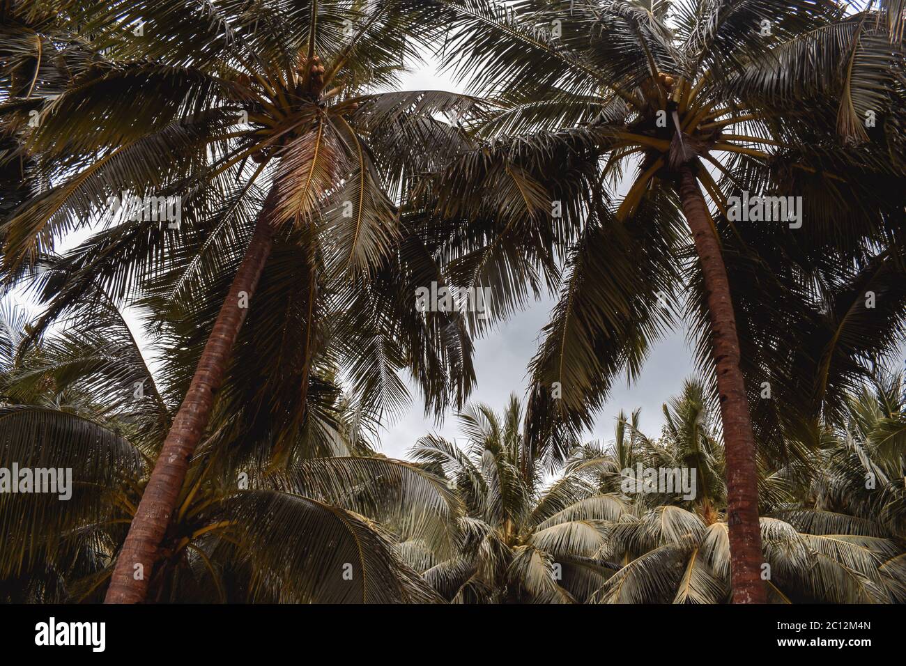 Beautiful palm trees tree tops on a paradise island in El Nido Palawan ...