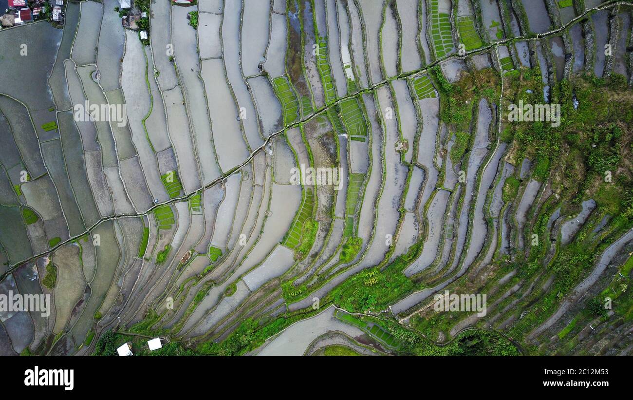 Aerial top-down view on rice terraces full of water with some crops ...