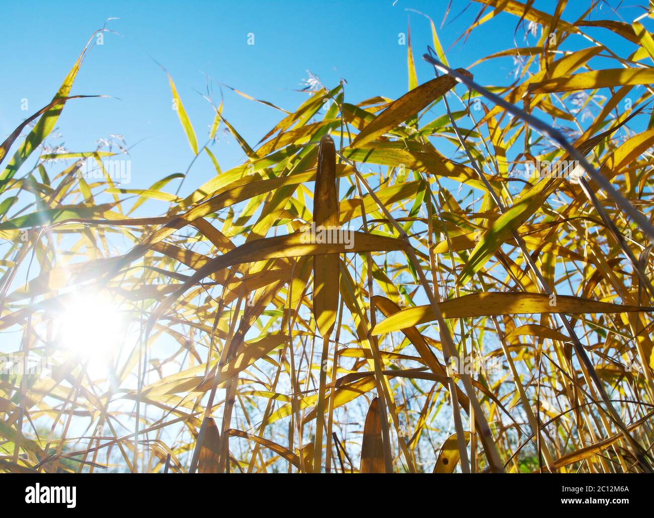 Bright reed hi-res stock photography and images - Alamy