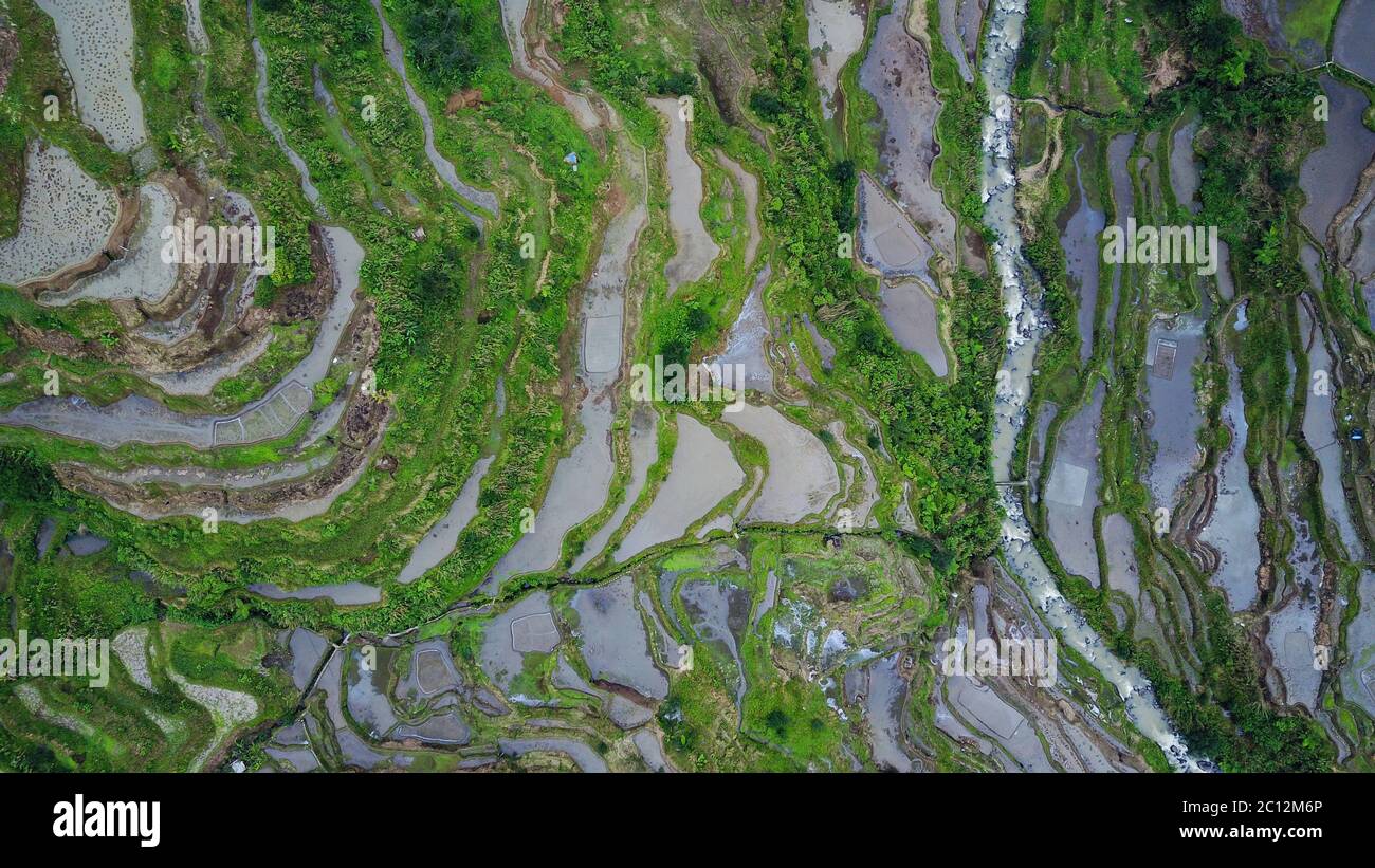 Aerial top-down view on rice terraces full of water with some crops ...