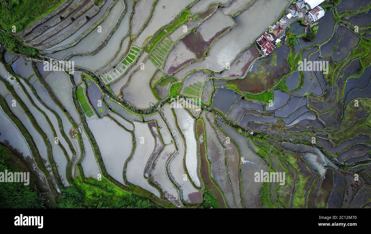 Aerial top-down view on rice terraces full of water with some crops ...