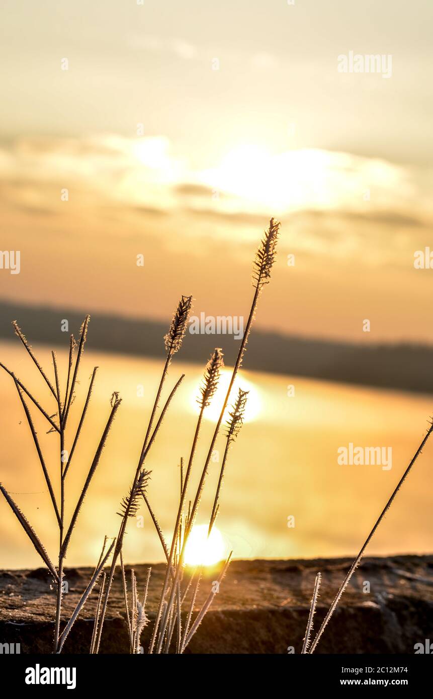 Dry reed bending over water hi-res stock photography and images - Alamy