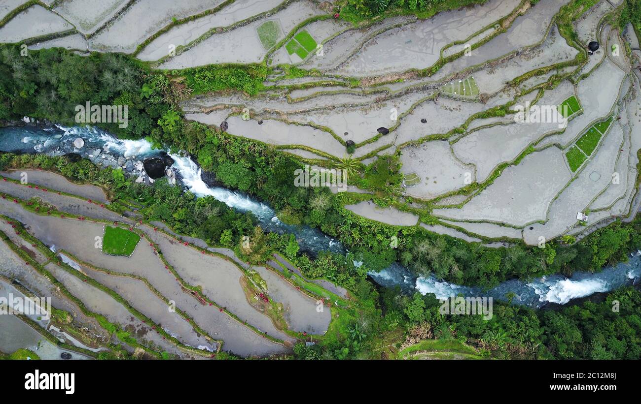 Aerial top-down view on rice terraces full of water with some crops ...