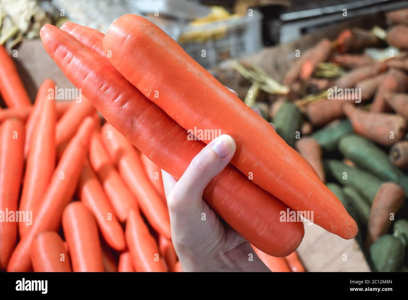 Female hand holding three big fresh orange carrots on a vegetables and ...