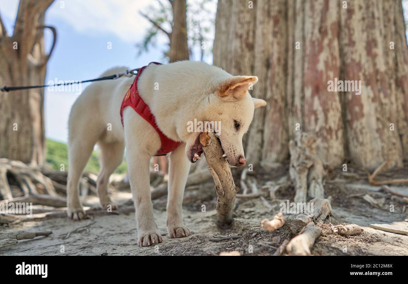 White shiba hi-res stock photography and images - Alamy