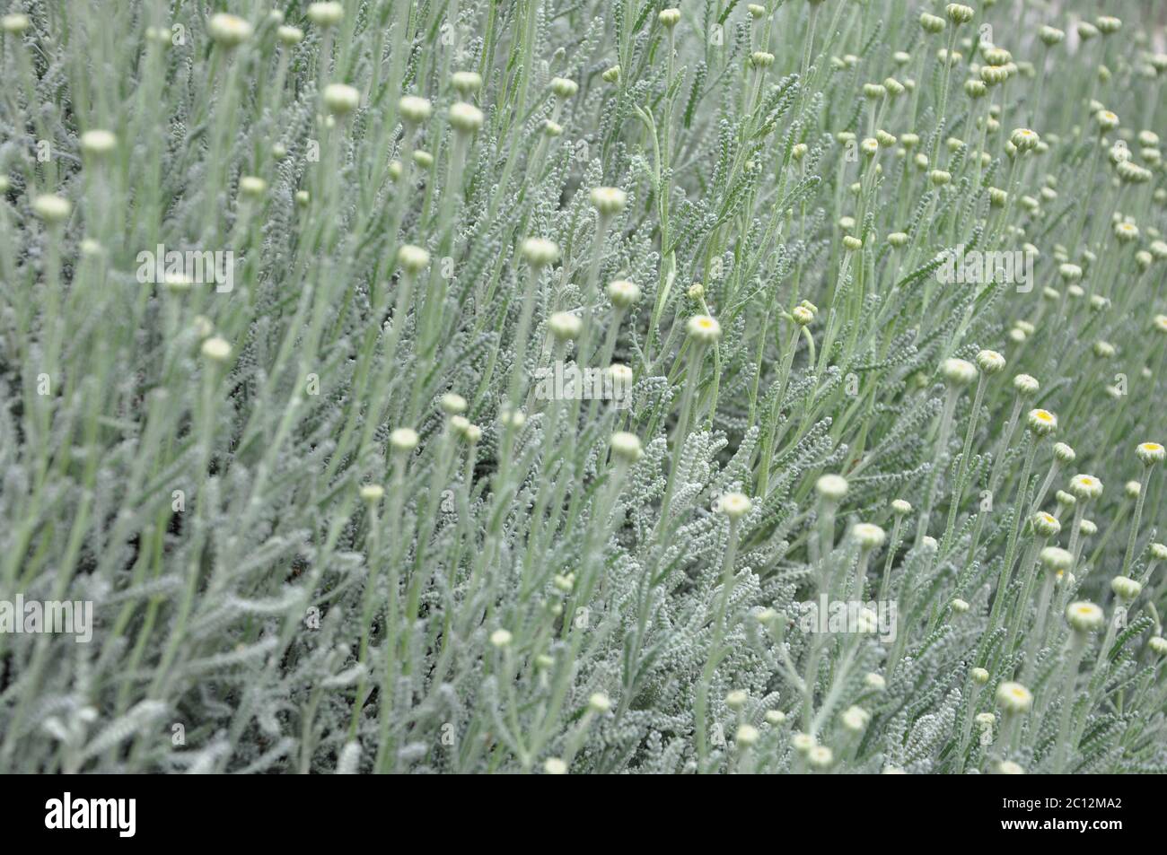 Santolina chamaecyparissus hi-res stock photography and images - Alamy