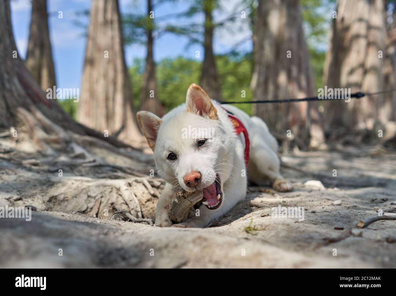 Cream shiba inu hi-res stock photography and images - Alamy