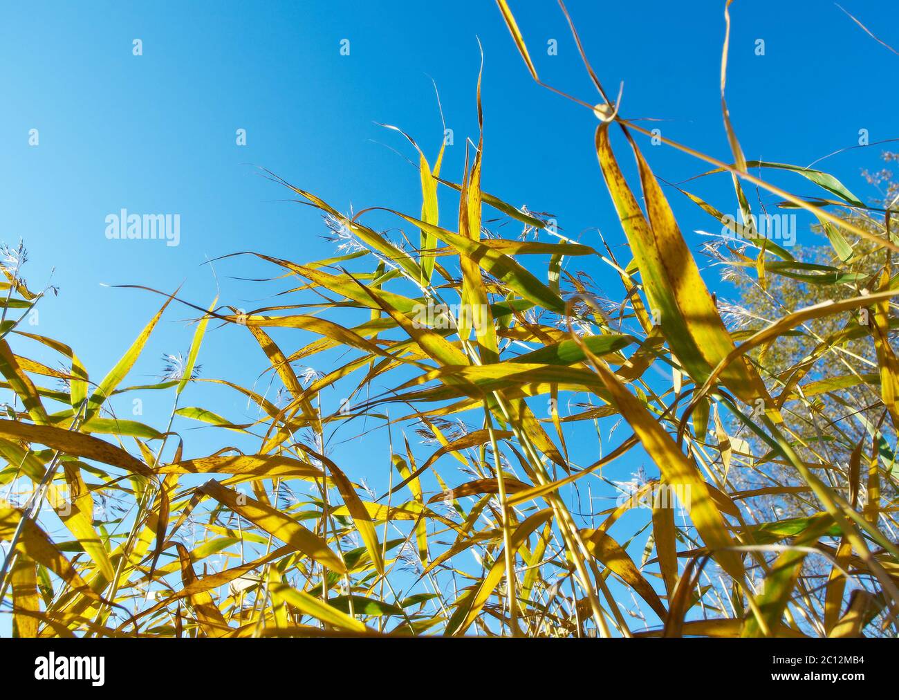 Bright reed hi-res stock photography and images - Alamy