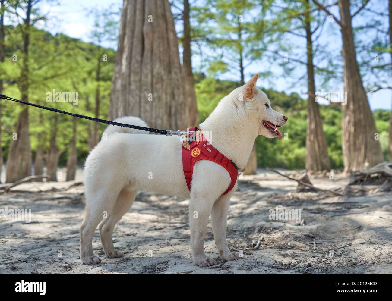 White shiba hi-res stock photography and images - Alamy