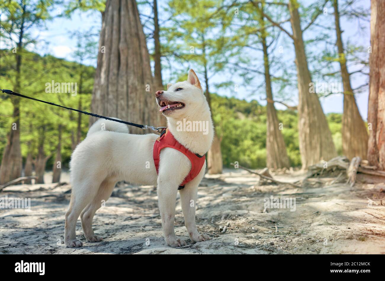 White shiba inu hi-res stock photography and images - Alamy