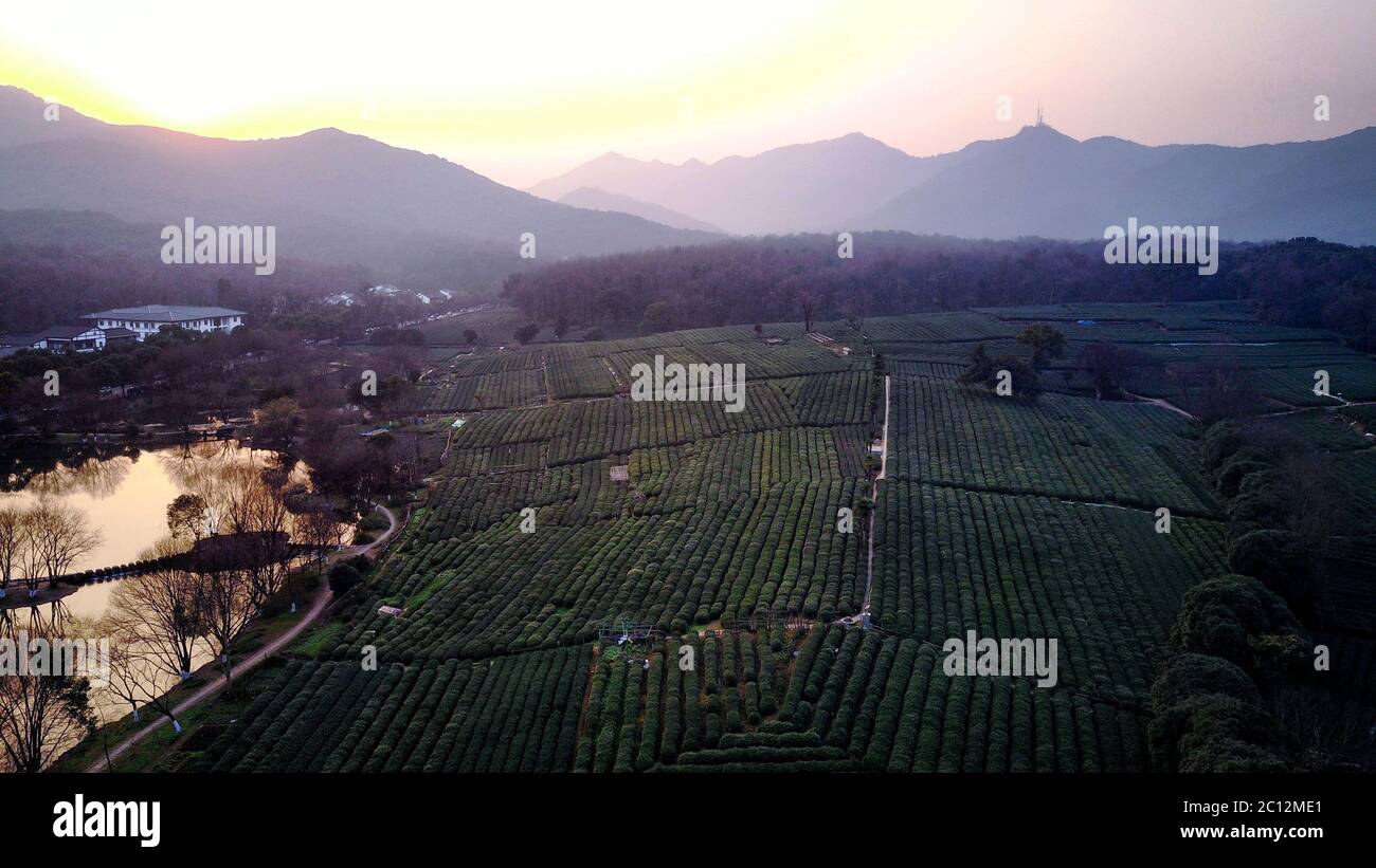 Aerial view of green tea plantation at the Longjing tea village with ...