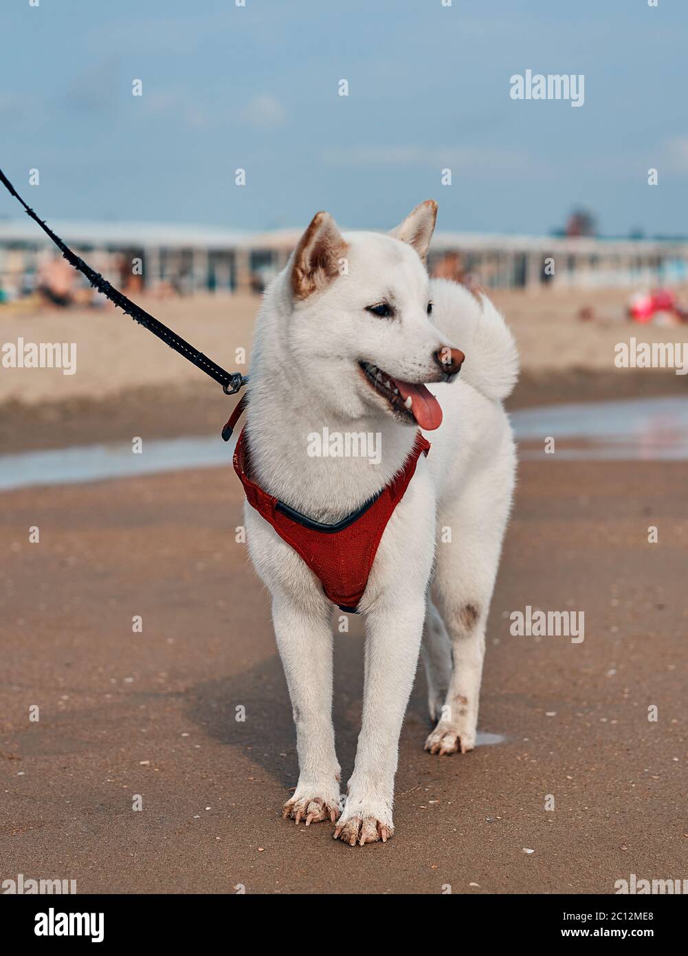 white Shiba inu in nature Stock Photo - Alamy