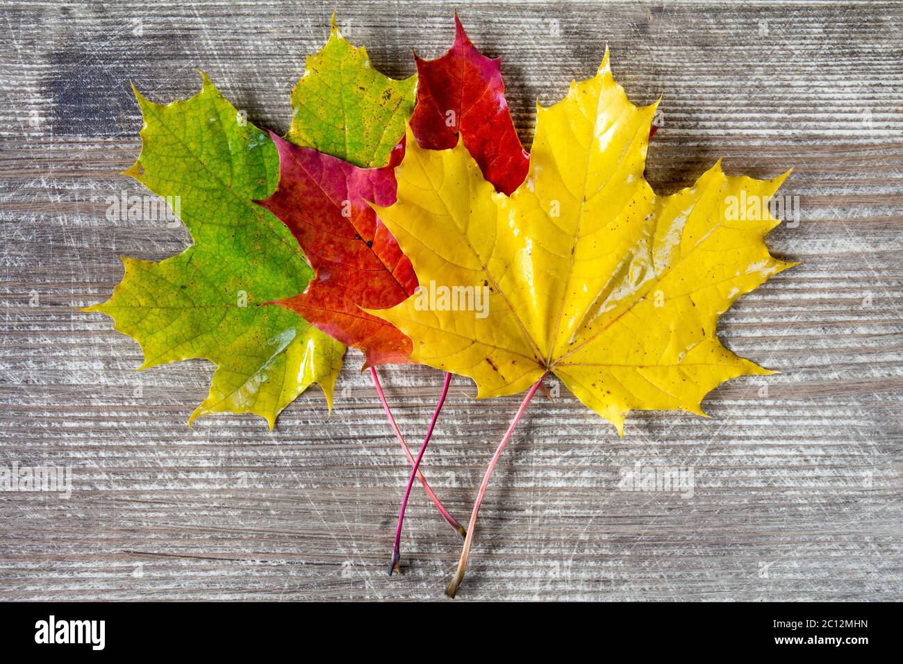 Three colored fall leaves Stock Photo - Alamy