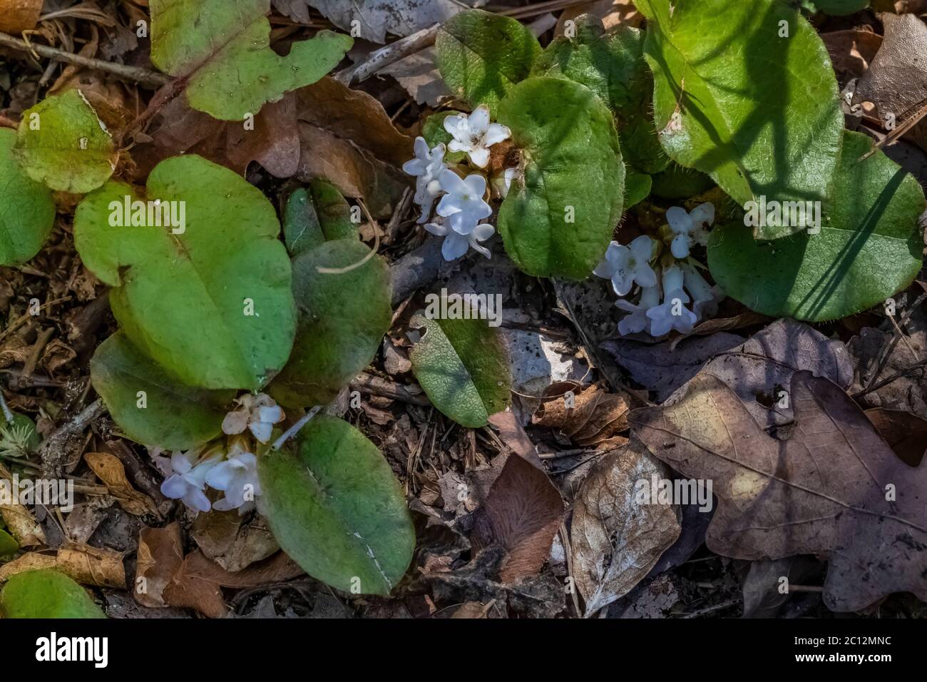Trailing Arbutus, Epigaea repens, blooming in Loda Lake Wildflower ...