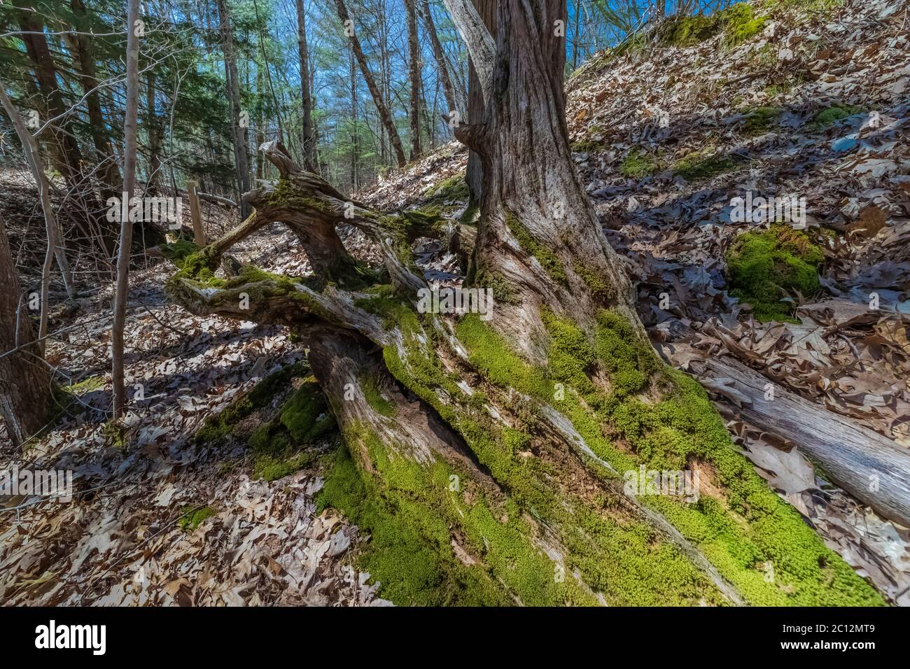Fallen Eastern White Pine, Pinus strobus, in Loda Lake Wildflower ...