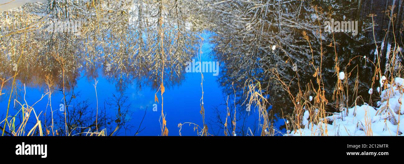 Winter tree against with reflection in water Stock Photo - Alamy