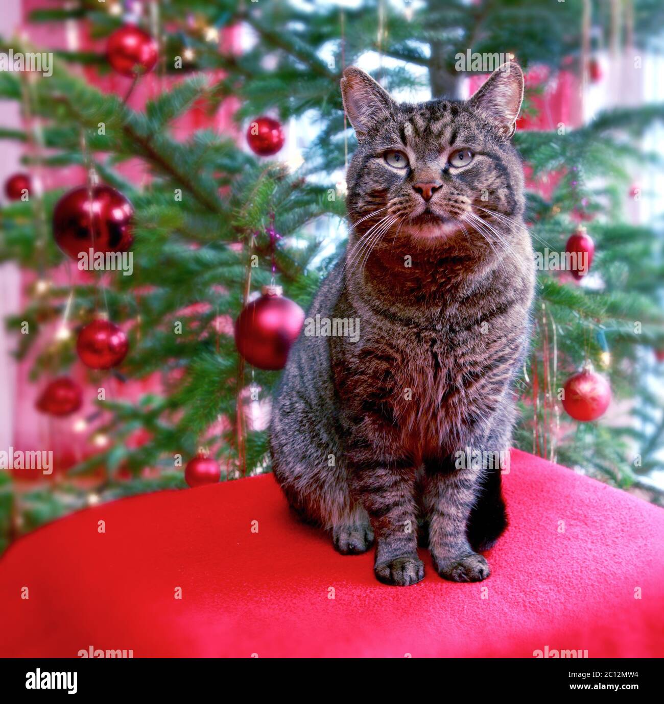 Cat by the tree hi-res stock photography and images - Alamy
