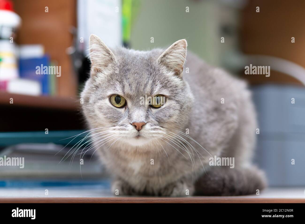 Breedless hi-res stock photography and images - Alamy