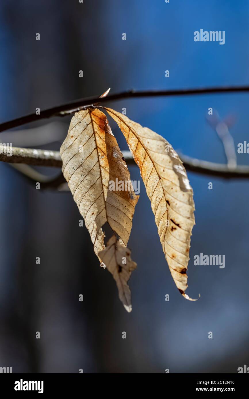 Last years leaves hanging hi-res stock photography and images - Alamy