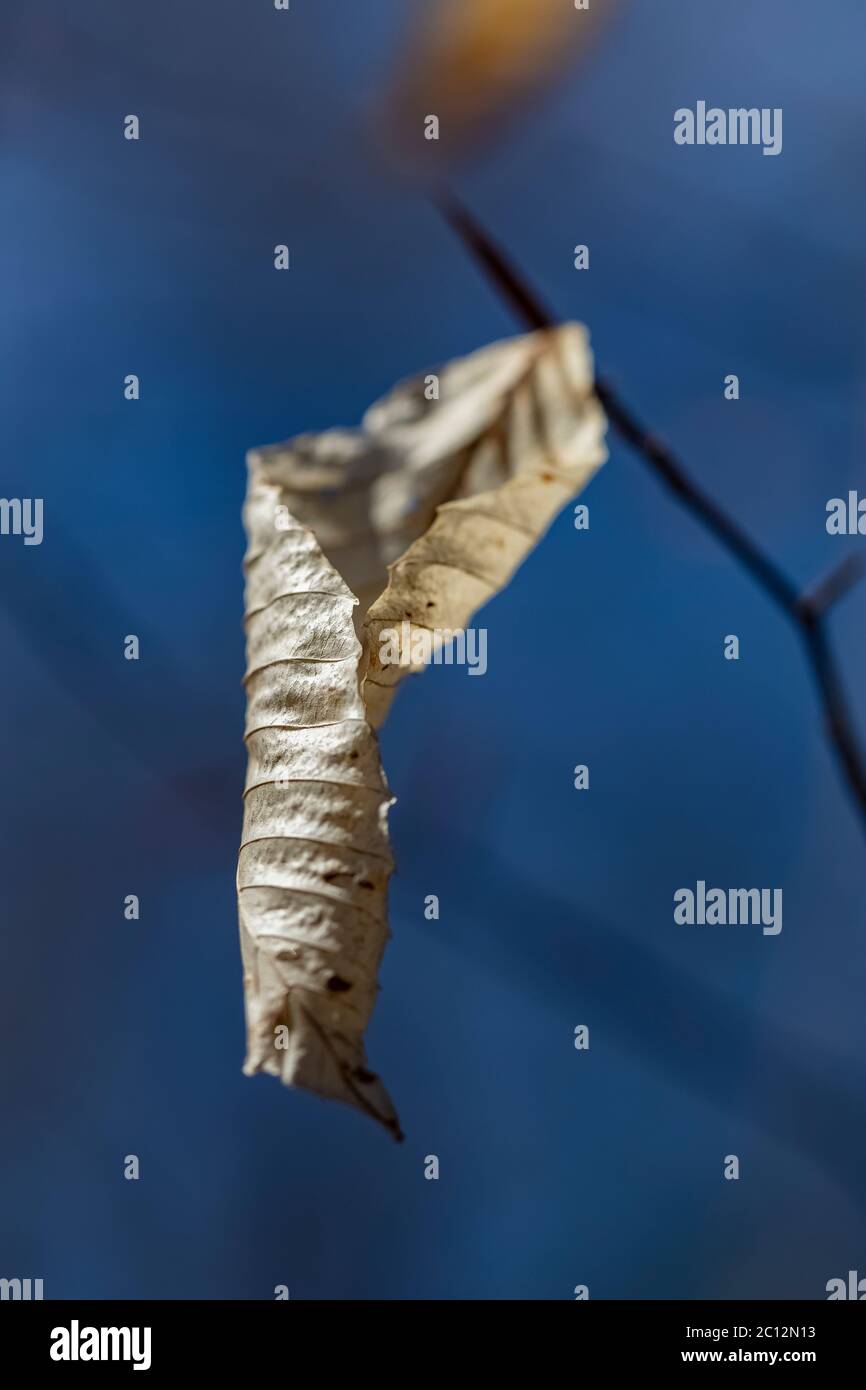 Last year's American Beech, Fagus grandifolia, leaves still hanging on ...