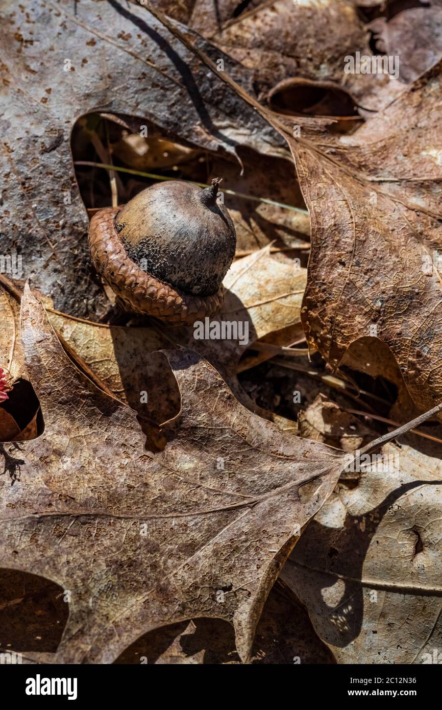 Acorn identification hi-res stock photography and images - Alamy