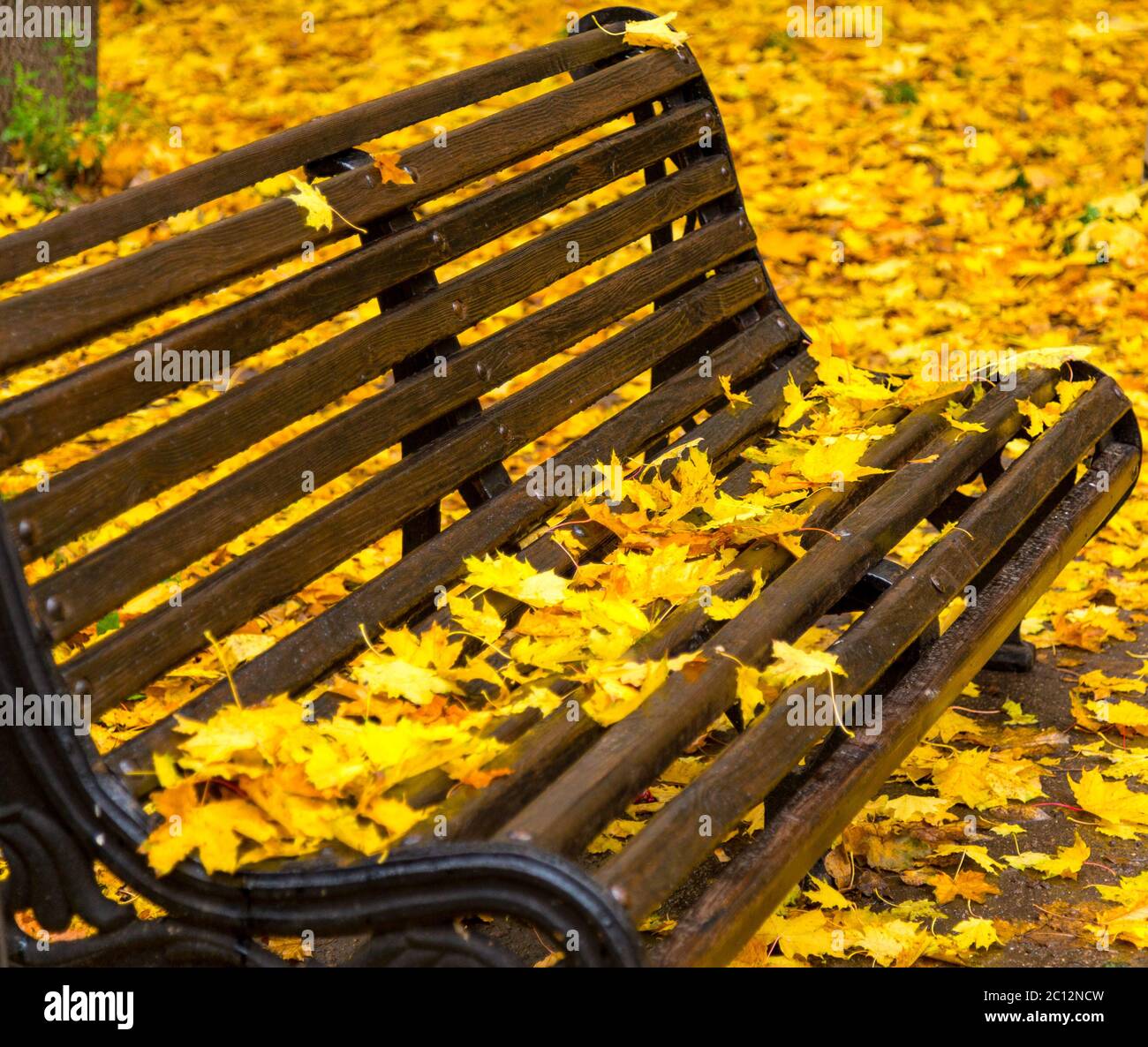 Autumn leaves on the bench Stock Photo - Alamy