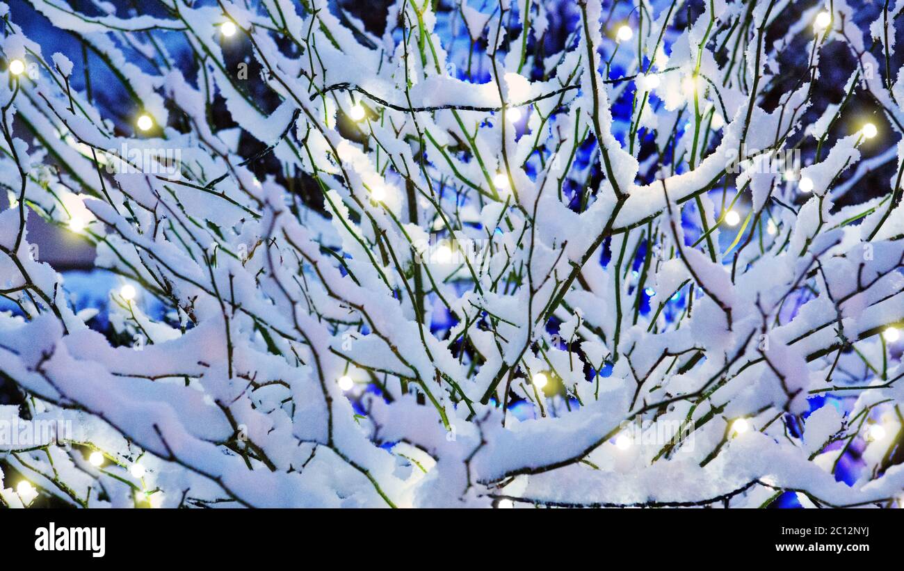 Snow covered bush hi-res stock photography and images - Alamy