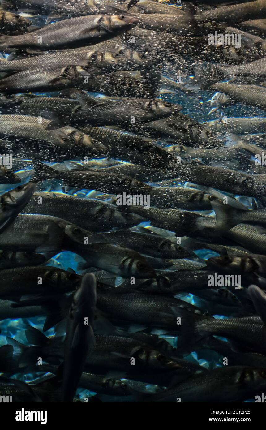 Silver gray fish hi-res stock photography and images - Alamy