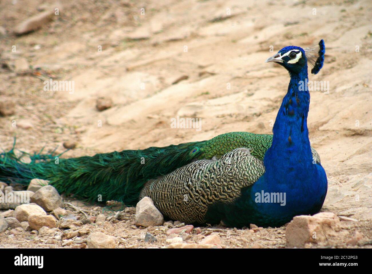 Beautiful peacock sitting Stock Photo - Alamy