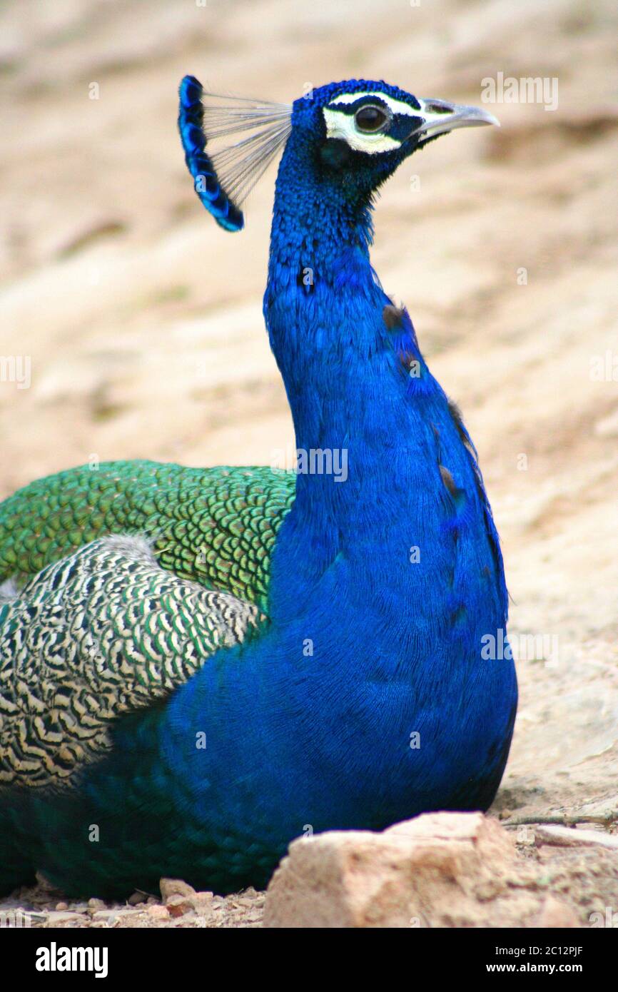 Beautiful peacock sitting Stock Photo - Alamy