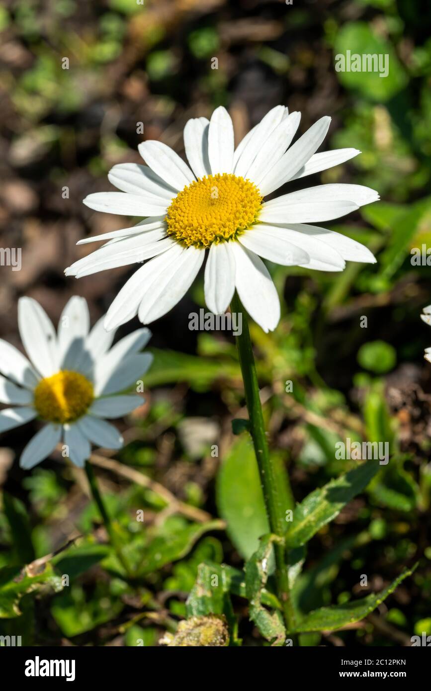 Leucanthemum x superbum 'Snowcap' a white herbaceous summer autumn ...
