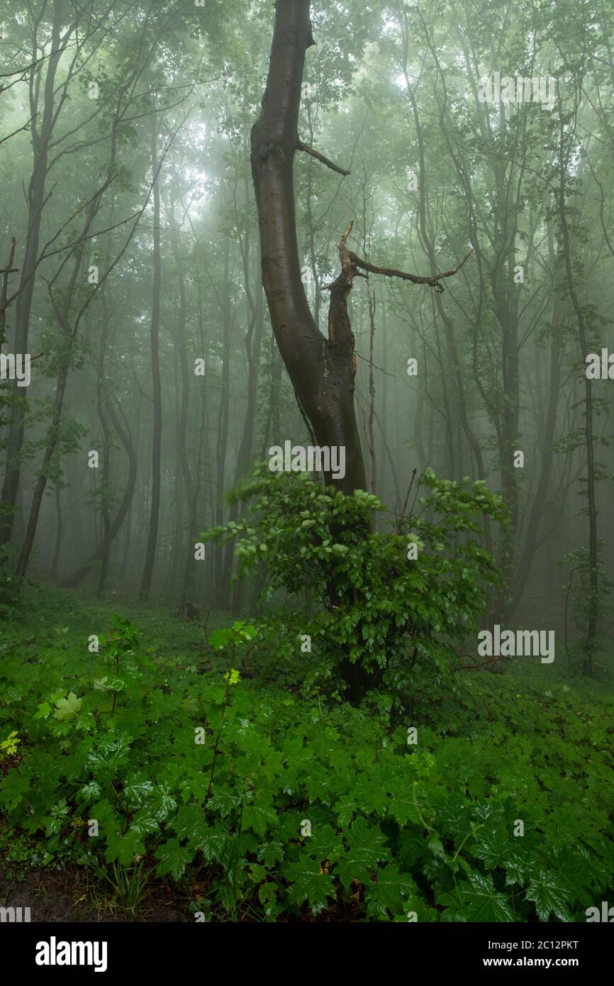 beech forest in nebula and rain Stock Photo - Alamy