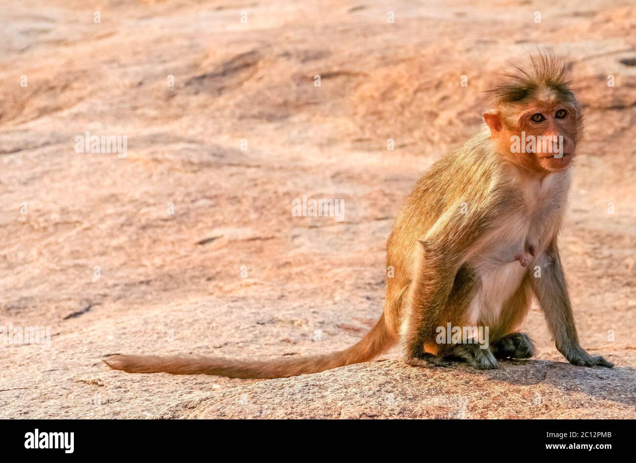 Small wild macaque monkey Stock Photo - Alamy