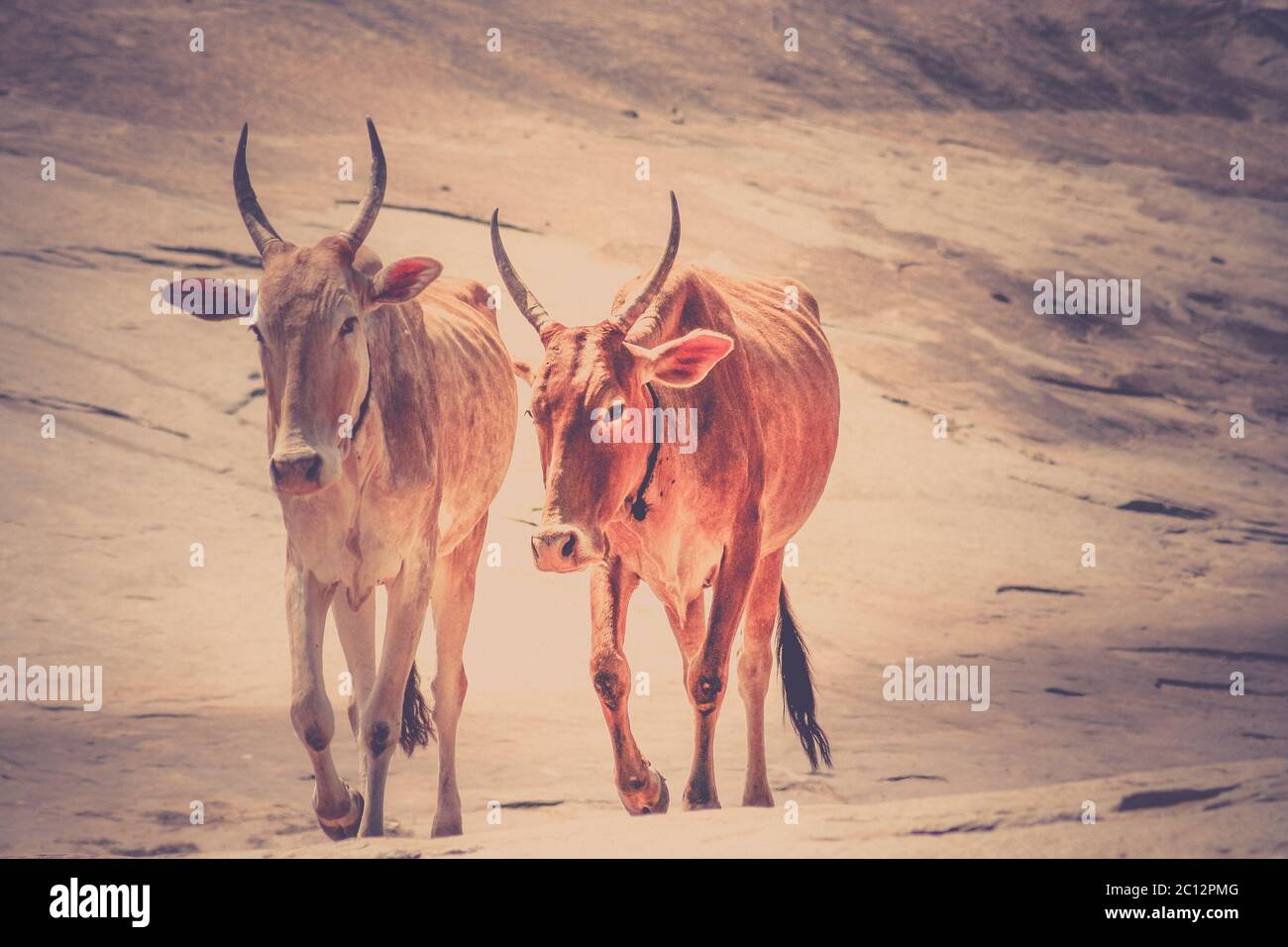 Holy indian cows Stock Photo - Alamy