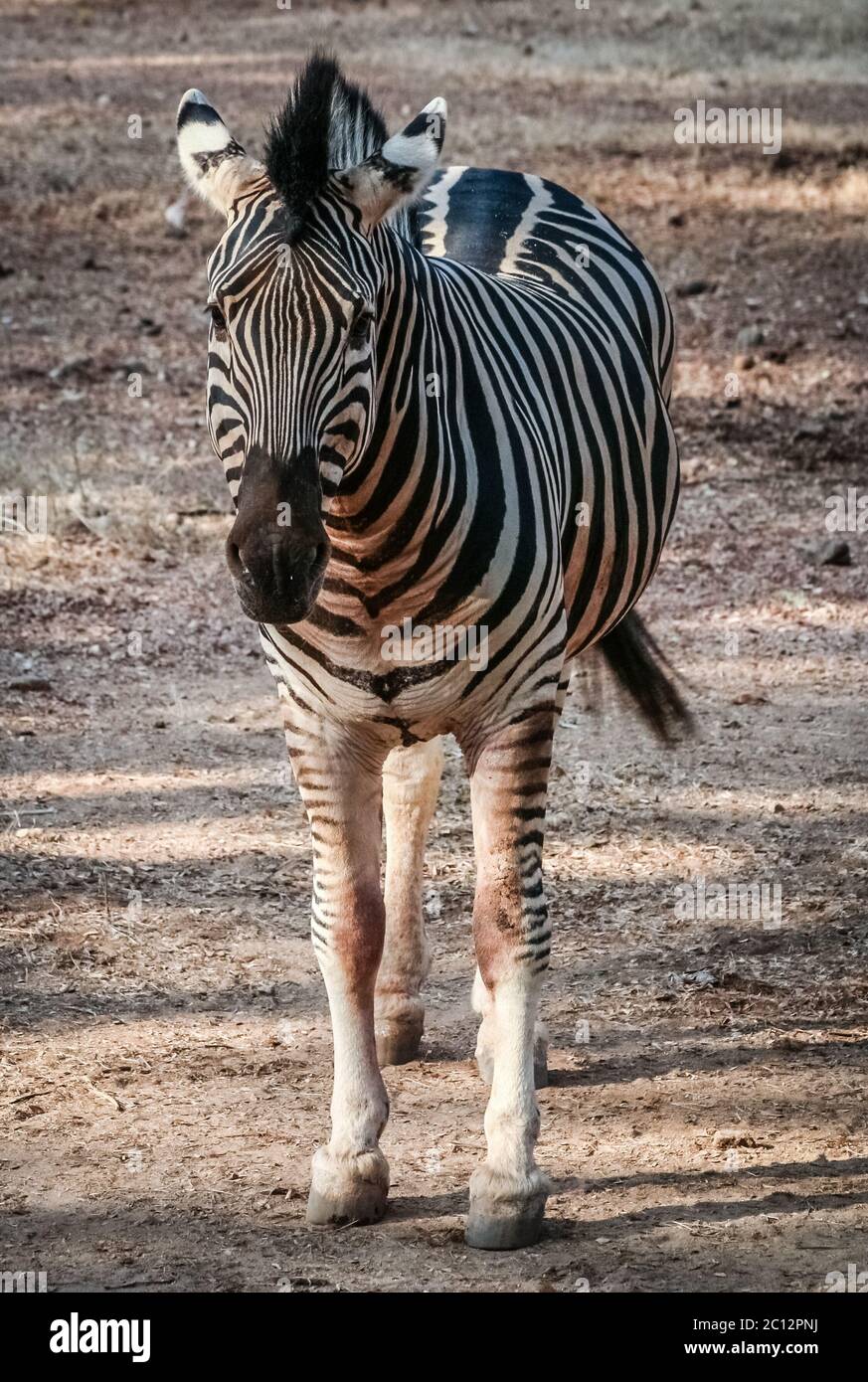 Head of zebra Stock Photo - Alamy