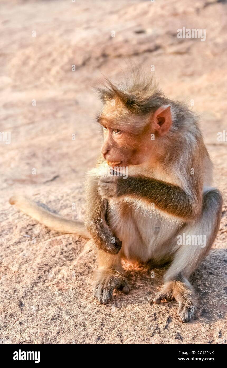Small wild macaque monkey Stock Photo - Alamy