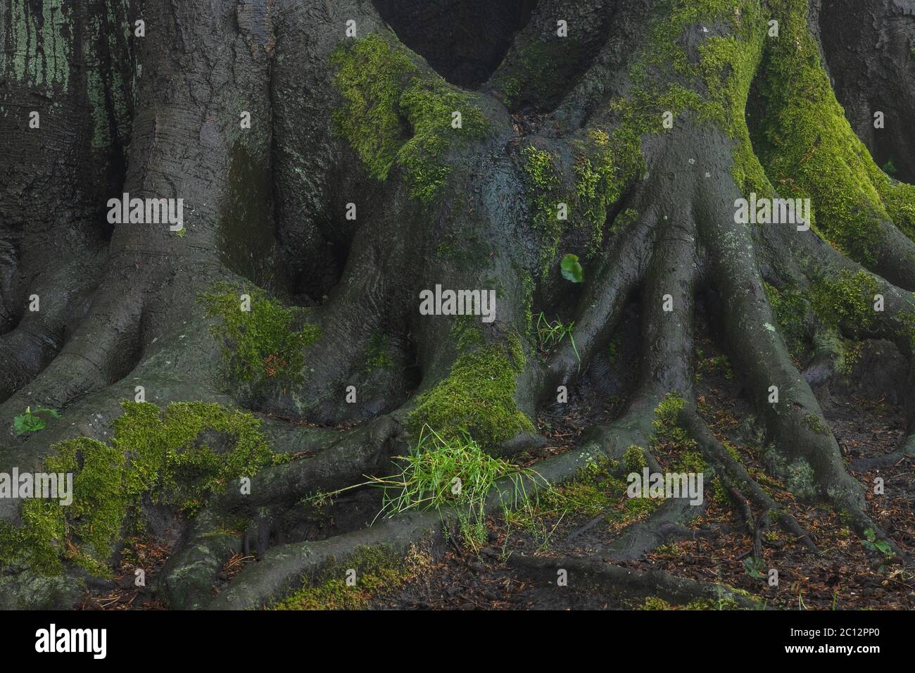 beech forest in nebula and rain Stock Photo - Alamy