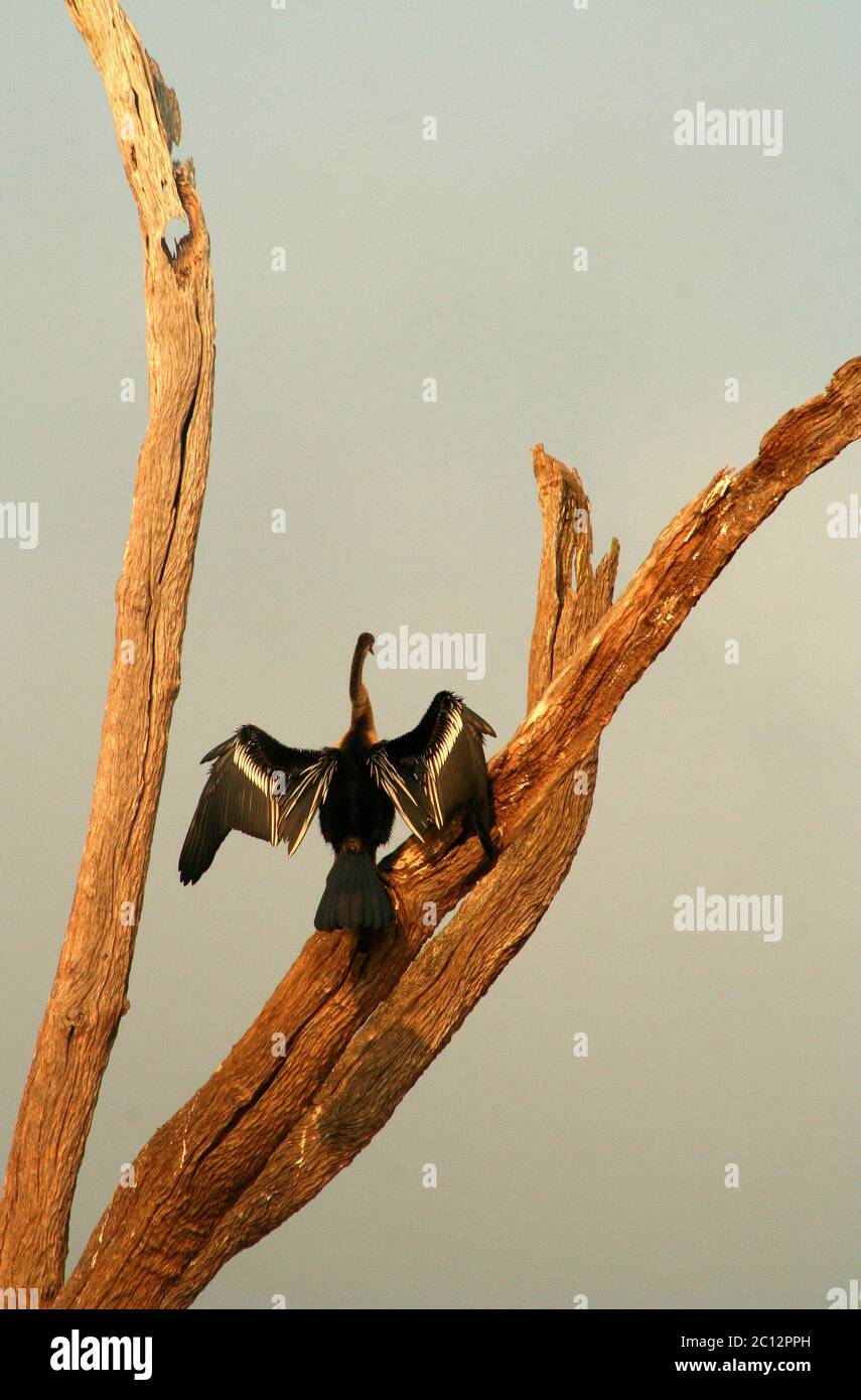 Snake bird drying his wings Stock Photo - Alamy