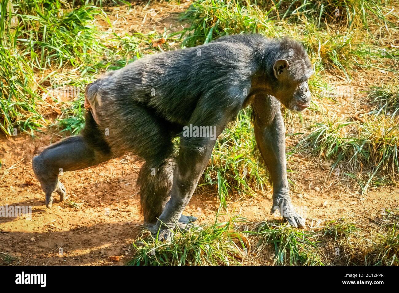 Gorilla running hi-res stock photography and images - Alamy