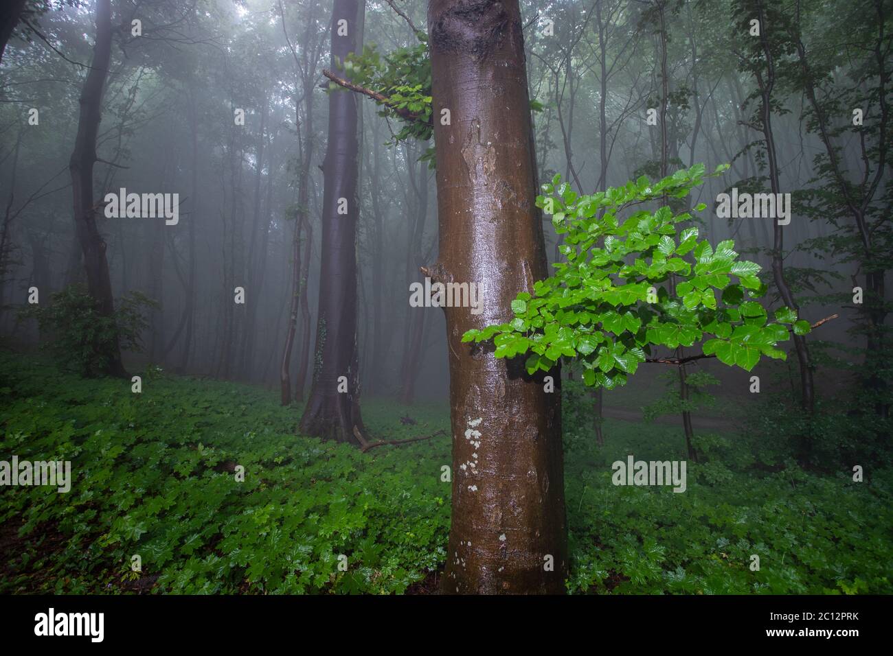 beech forest in nebula and rain Stock Photo - Alamy