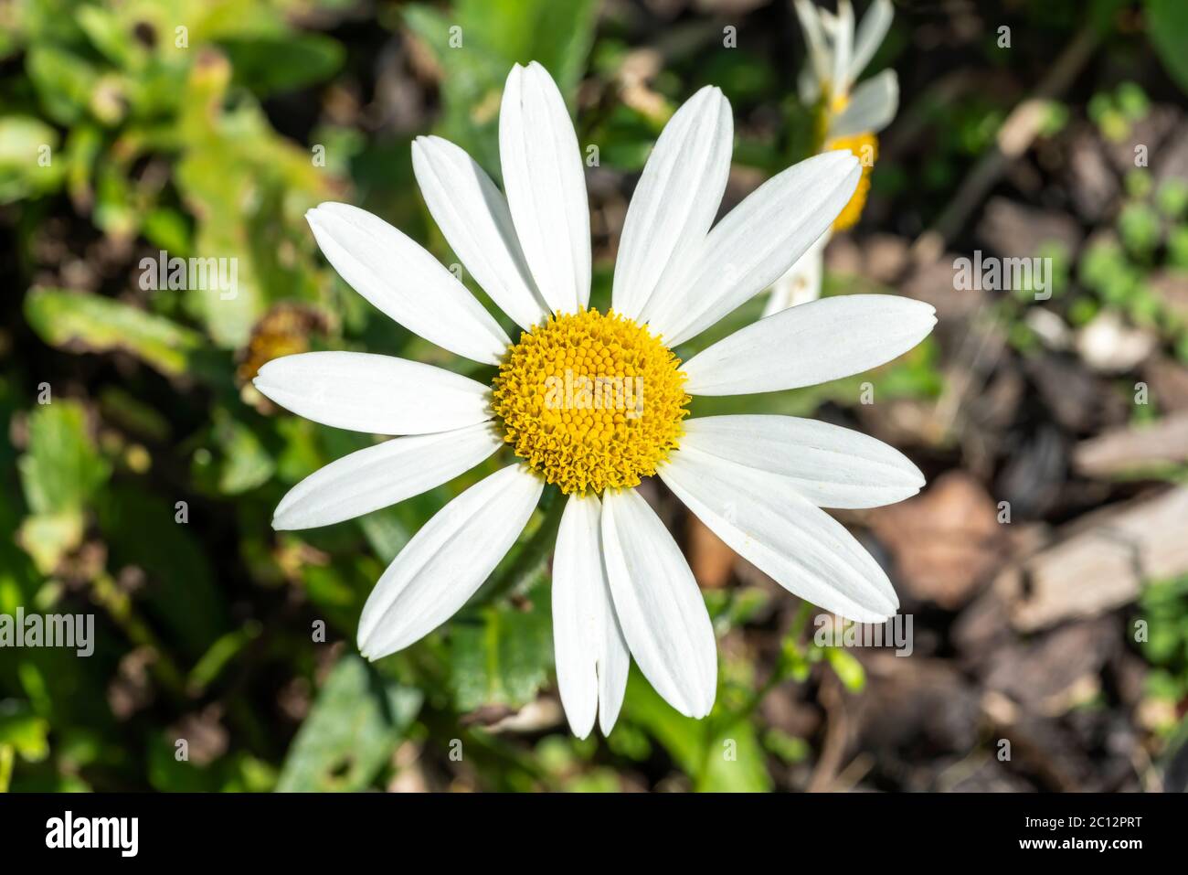 Leucanthemum x superbum 'Snowcap' a white herbaceous summer autumn ...