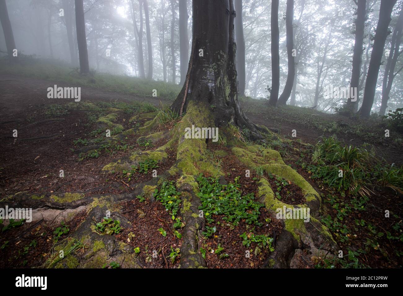 beech forest in nebula and rain Stock Photo - Alamy