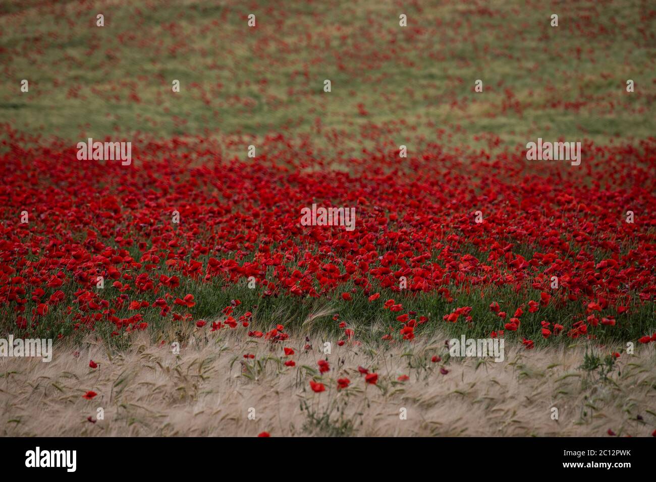 Fresh poppy flowers hi-res stock photography and images - Alamy