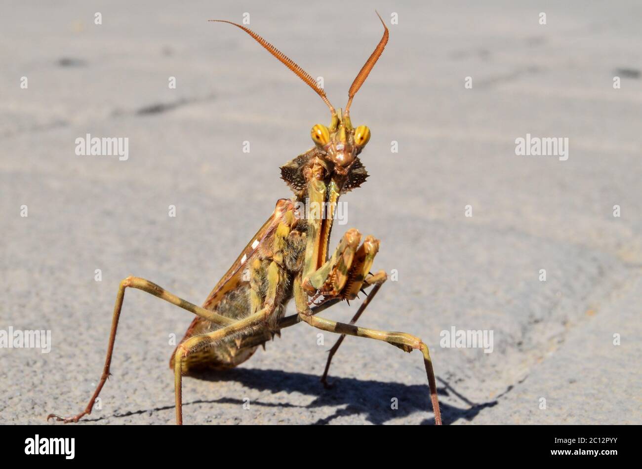 Insect Mantis Religiosa Stock Photo - Alamy