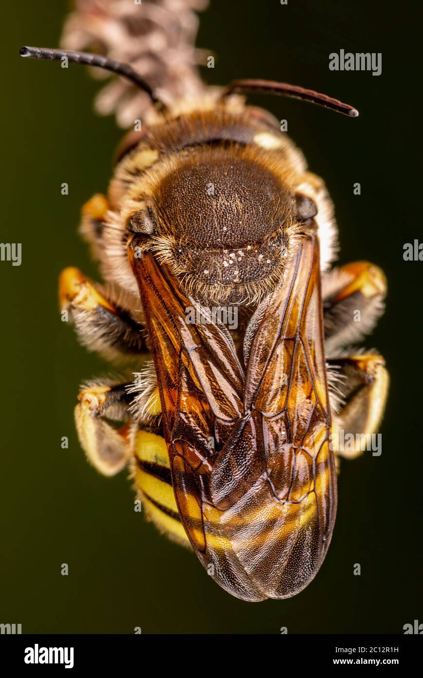 Male of Trachusa interrupta bee sleeping biting a little branch Stock ...