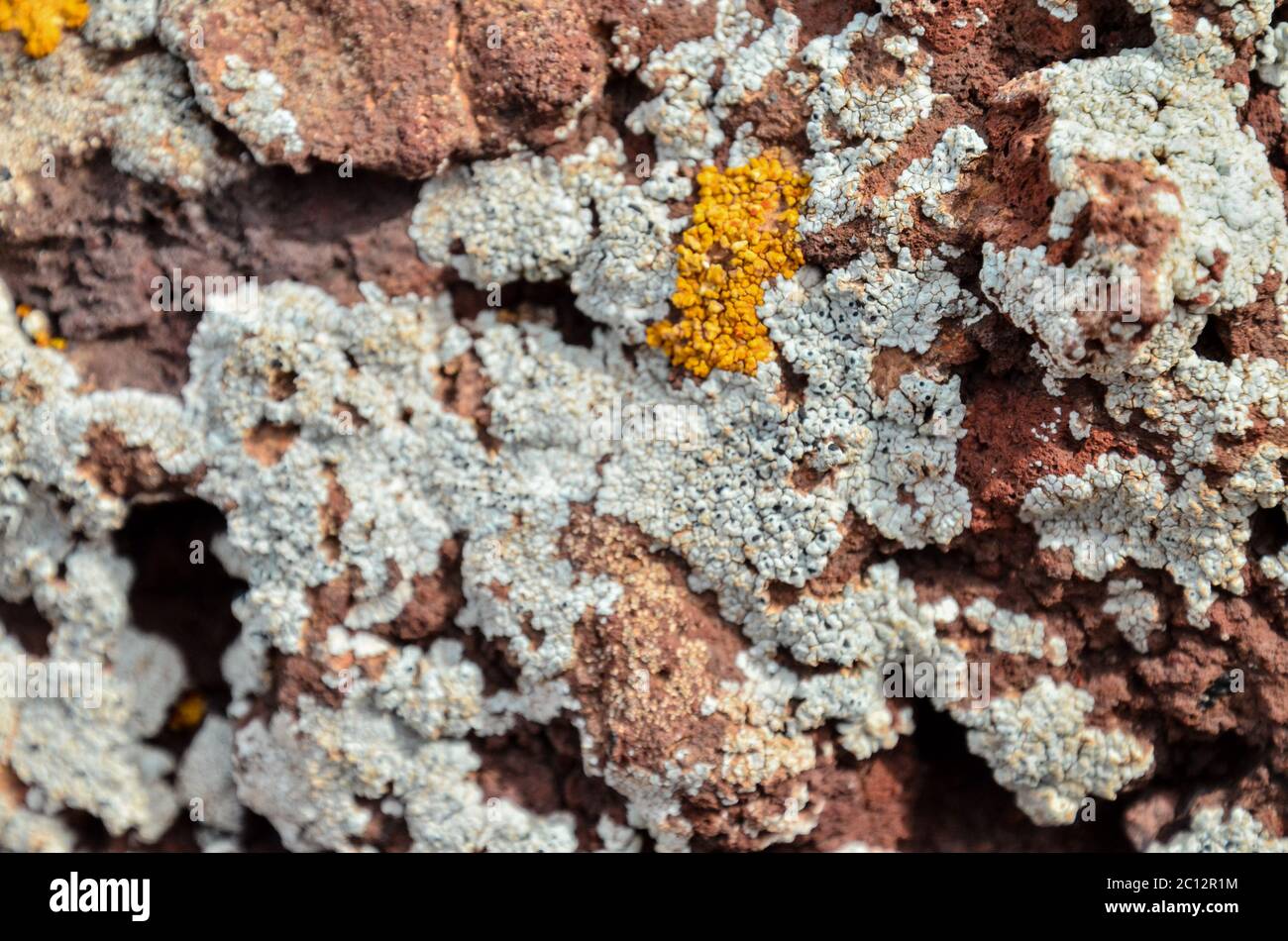 Lichen Texture Pattern Stock Photo - Alamy