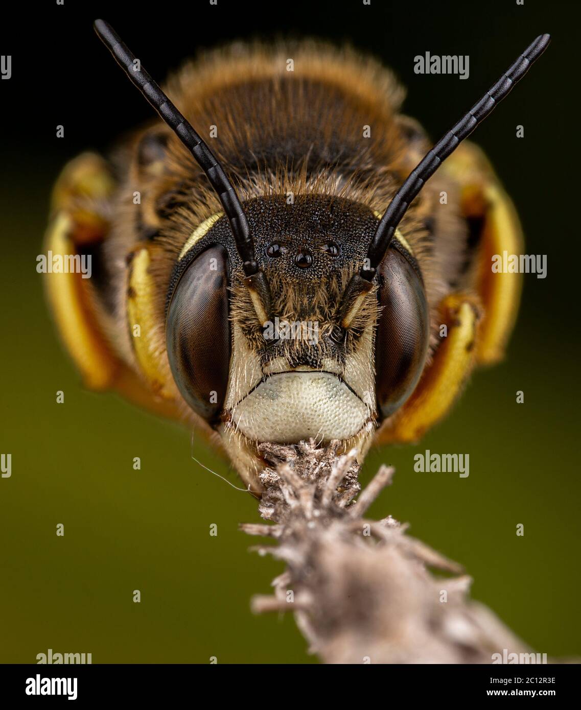 Male of Trachusa interrupta bee sleeping biting a little branch Stock ...