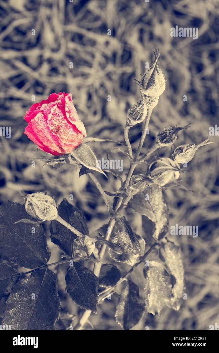 Frozen red rose Stock Photo - Alamy