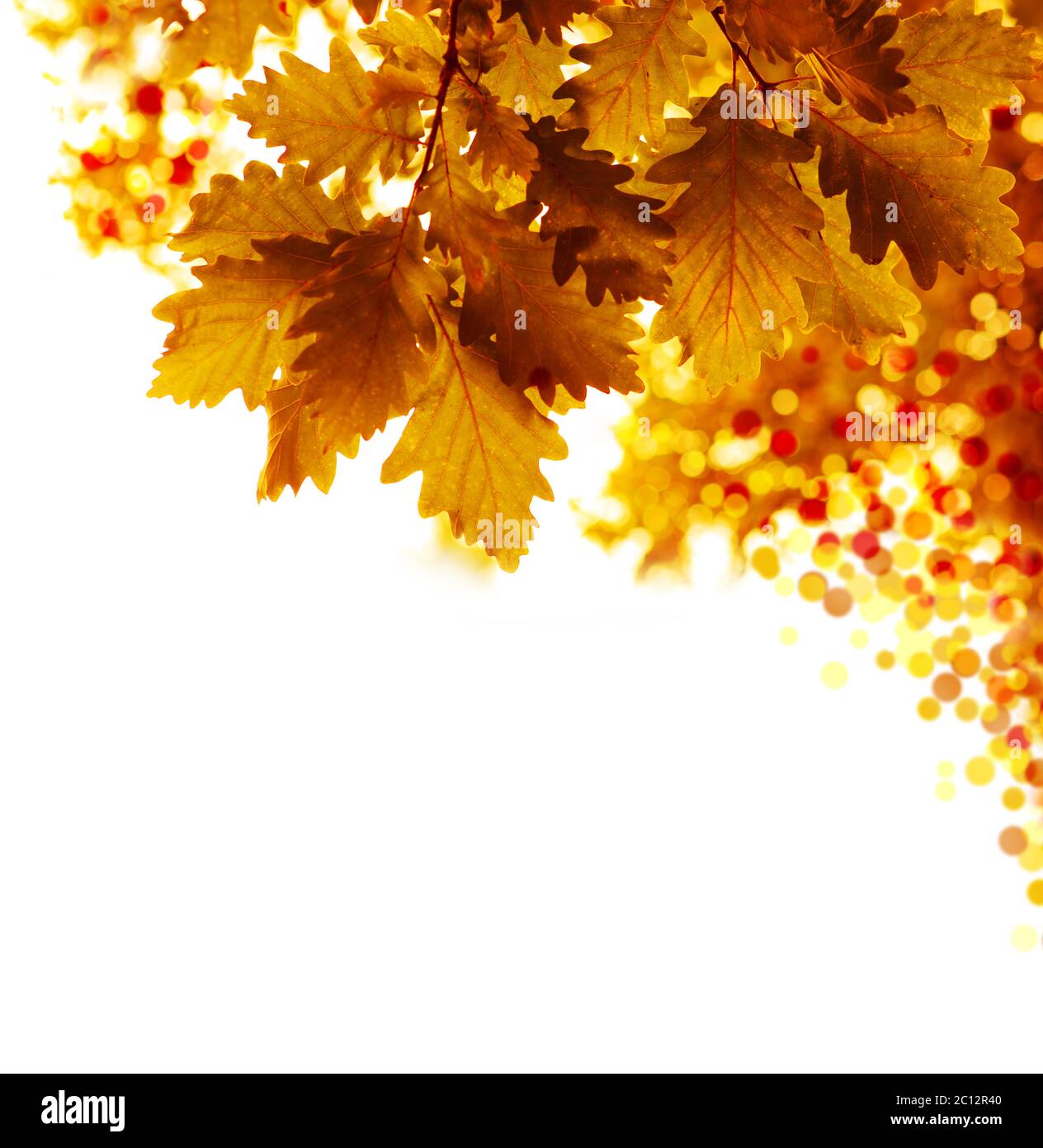 Autumnal background with oak leaves Stock Photo - Alamy